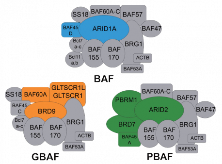 Research | Hargreaves Lab - Salk Institute for Biological Studies